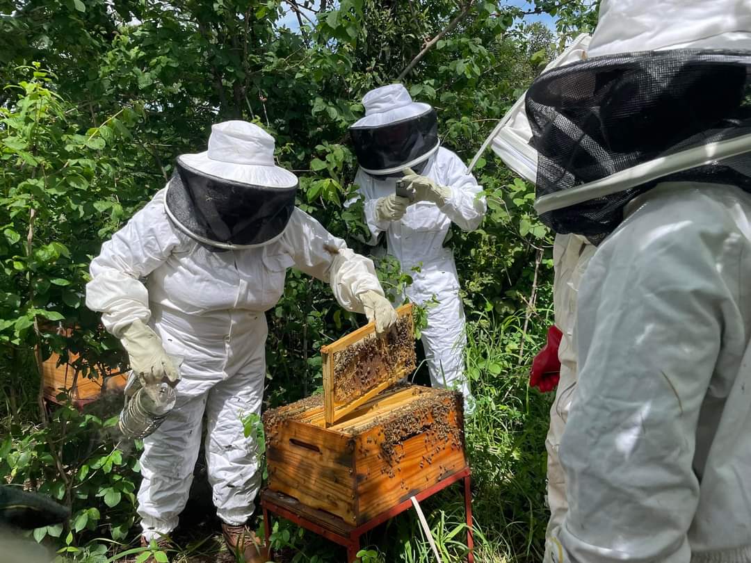 Bee Defence Project - elephantCREW